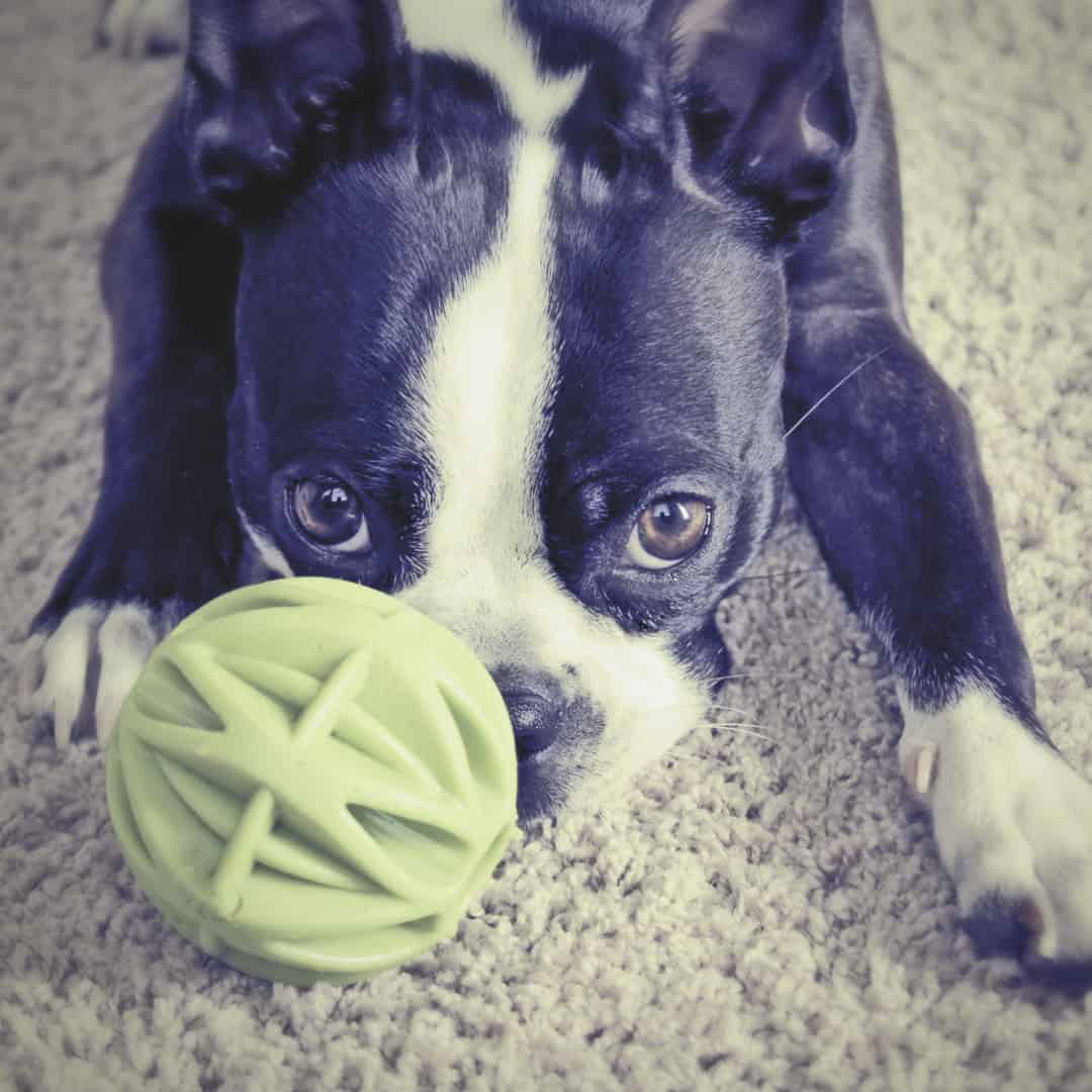 Fetch: A Step-by-Step Guide to Training Your Boston Terrier - Boston ...