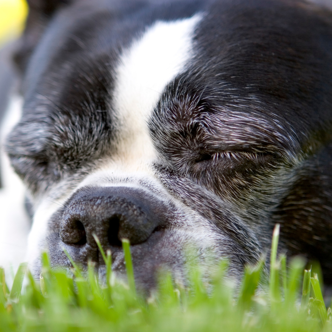 15 Loving Dog Funeral Ideas To Celebrate Fond Memories! - Boston ...