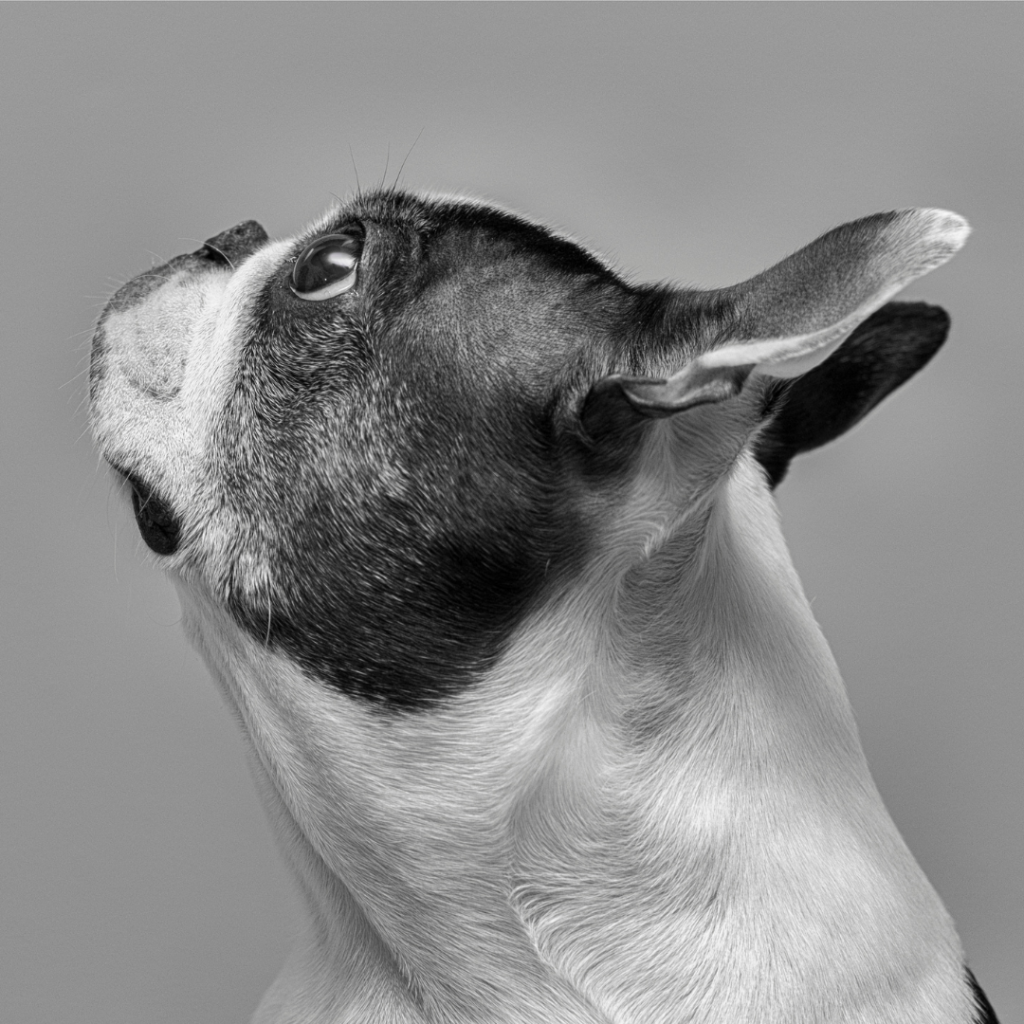 12 Best Dog Cremation Businesses In Alabama - Boston Terrier Society