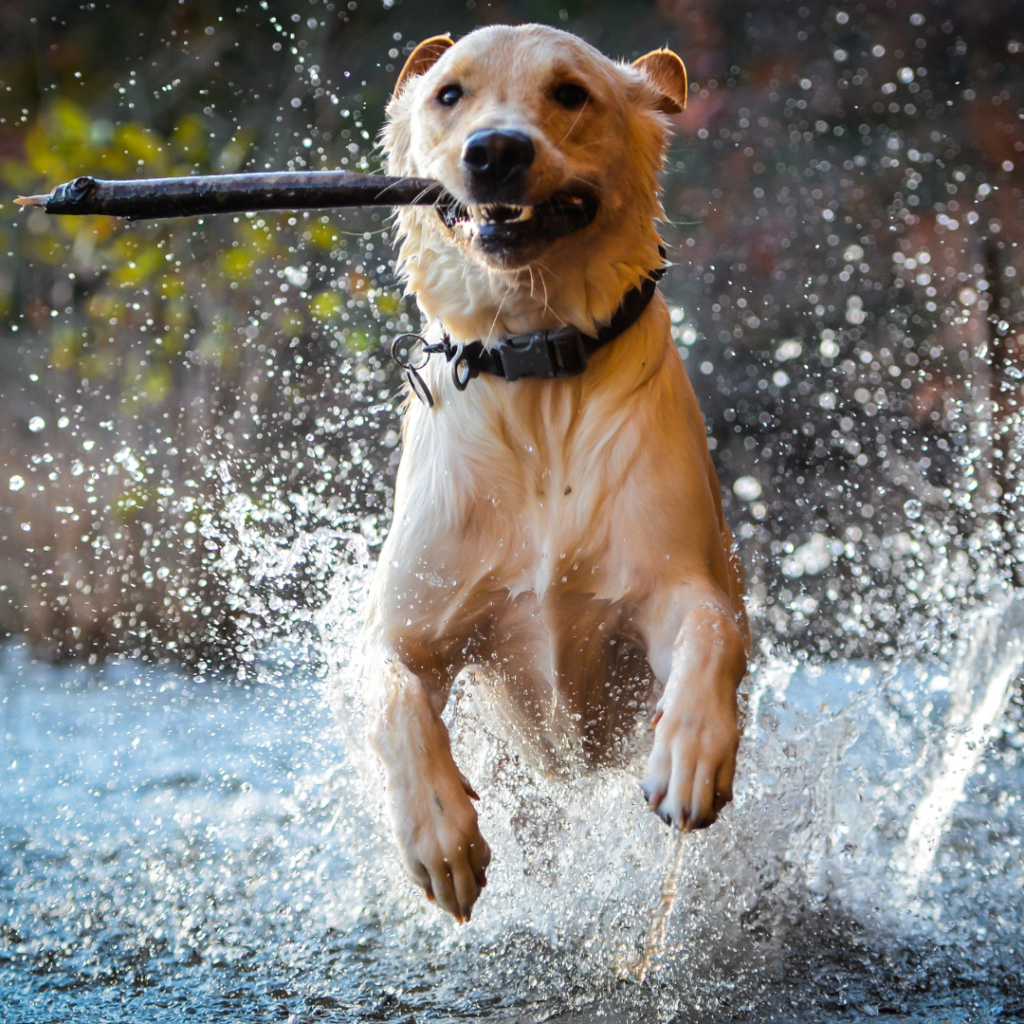 All 201 Dog Breeds Ranked By Energy Level - Find Your Perfect Pup ...