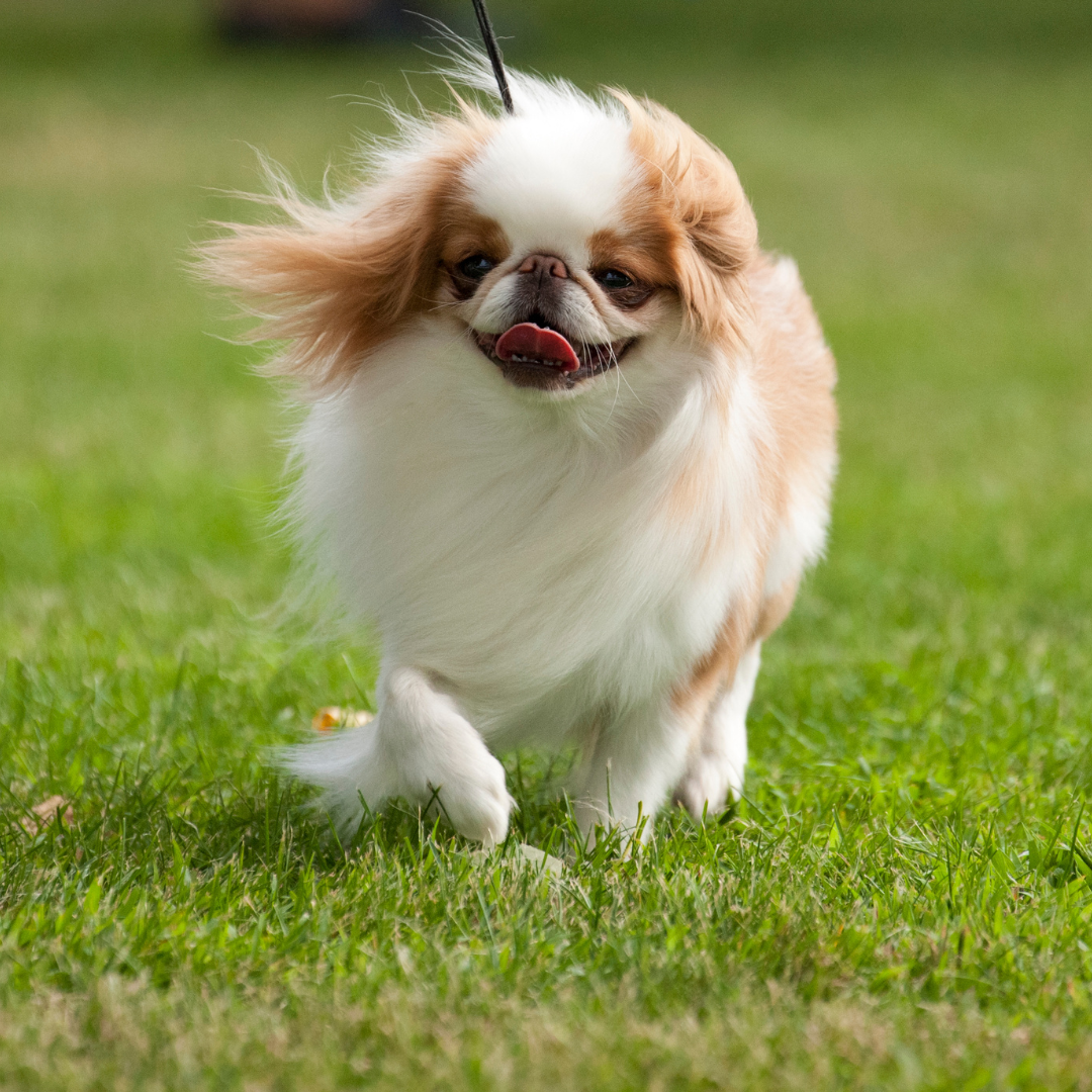 Top 3 Smallest Dog Breeds With The Shortest Lifespan (Under 10 lbs ...