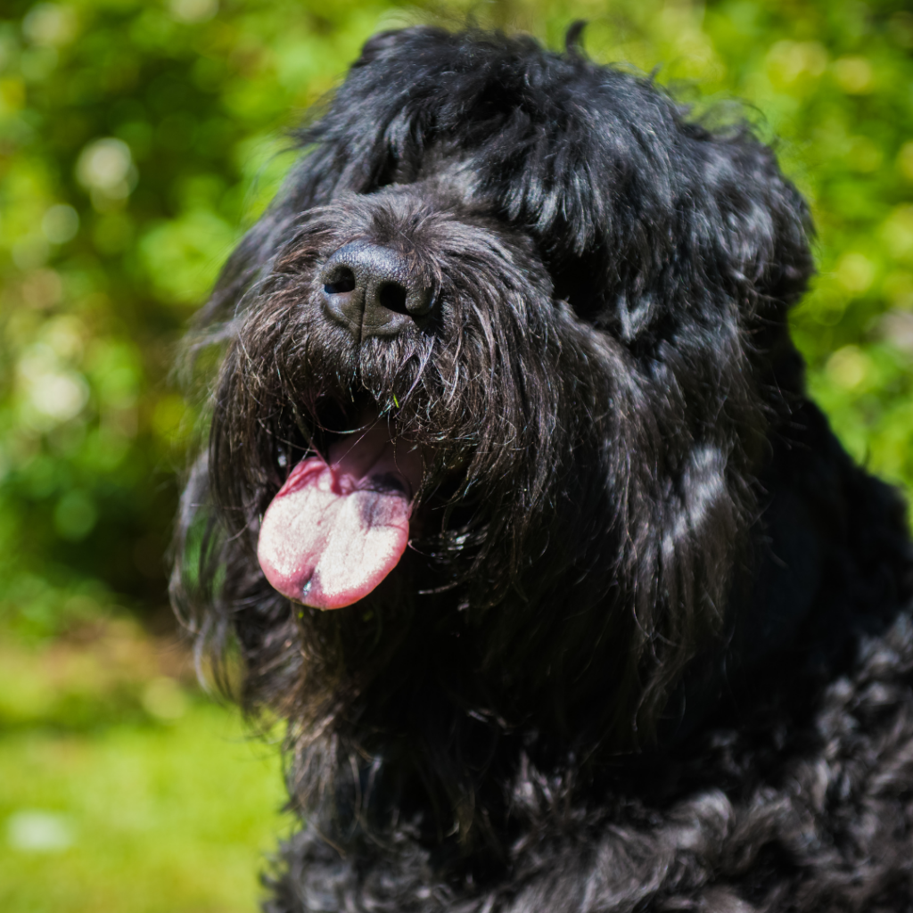 6 Giant Dog Breeds With Mustaches & Beards (Photos & Videos) - Boston ...