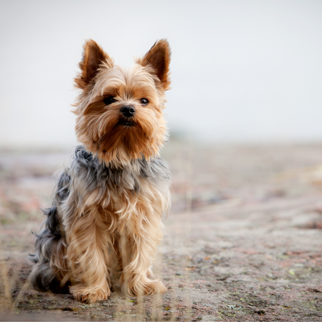 Top 10 Shedless Dogs Who Are Perfect For Families! (With Photos ...