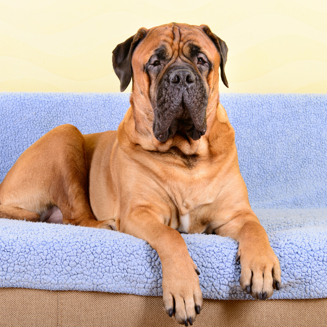 Top 7+ Longest Living Giant Dog Breeds Over 100 lbs (Photos & Videos ...