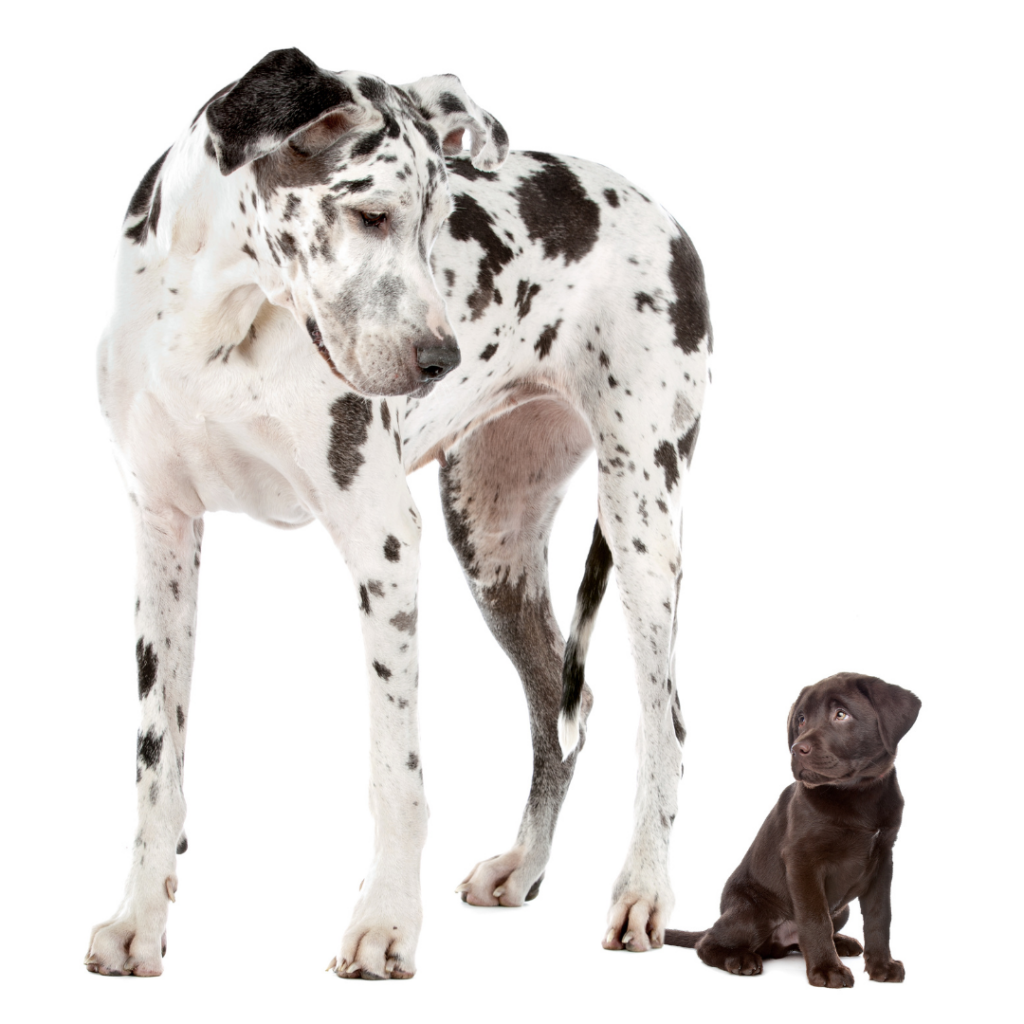 Top 7+ Longest Living Giant Dog Breeds Over 100 lbs (Photos & Videos ...