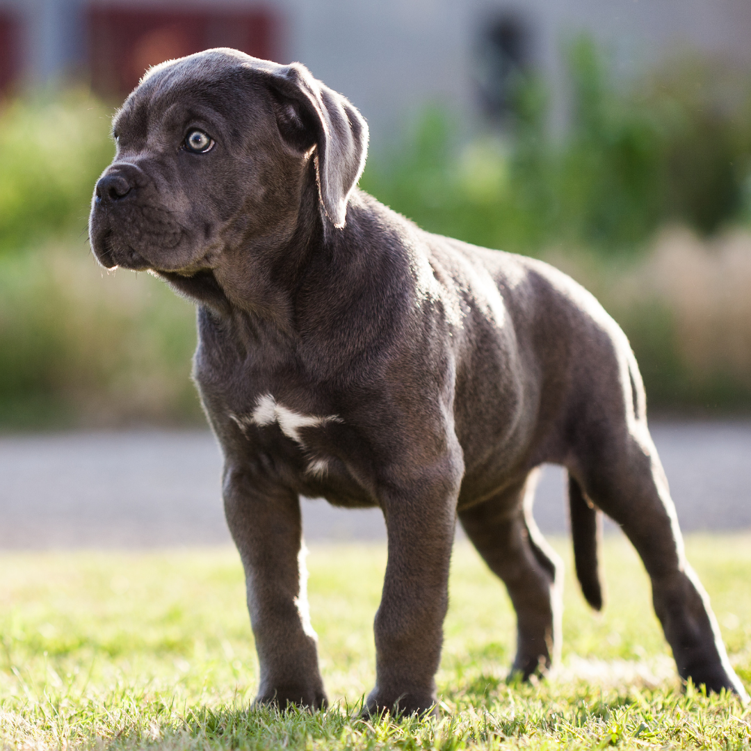Top 7+ Longest Living Giant Dog Breeds Over 100 lbs (Photos & Videos ...