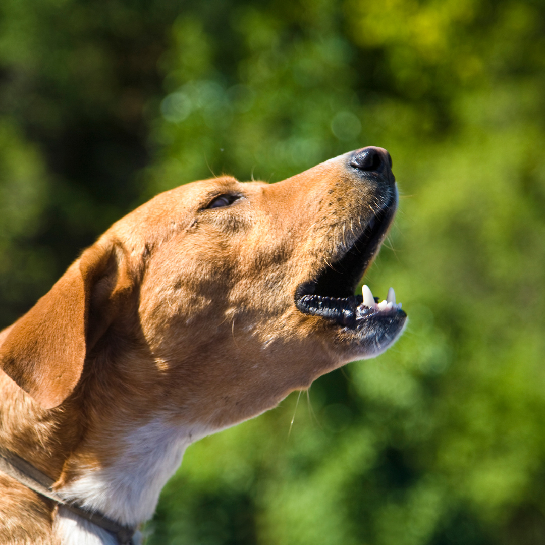 Ranking 175+ Dog Breeds By How Much They Bark - Least to Most! - Boston ...
