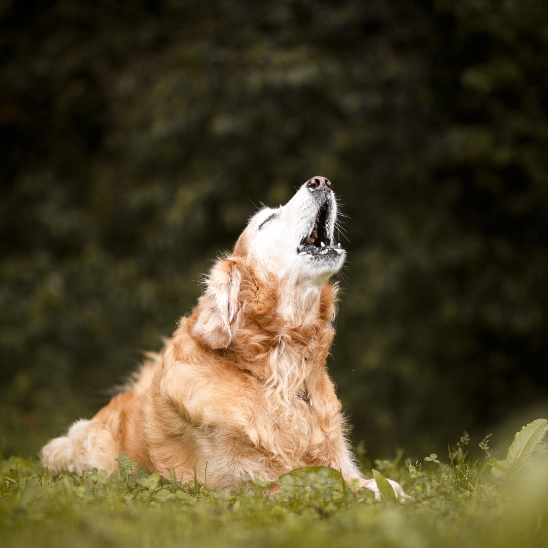 Ranking 175+ Dog Breeds By How Much They Bark - Least to Most! - Boston ...