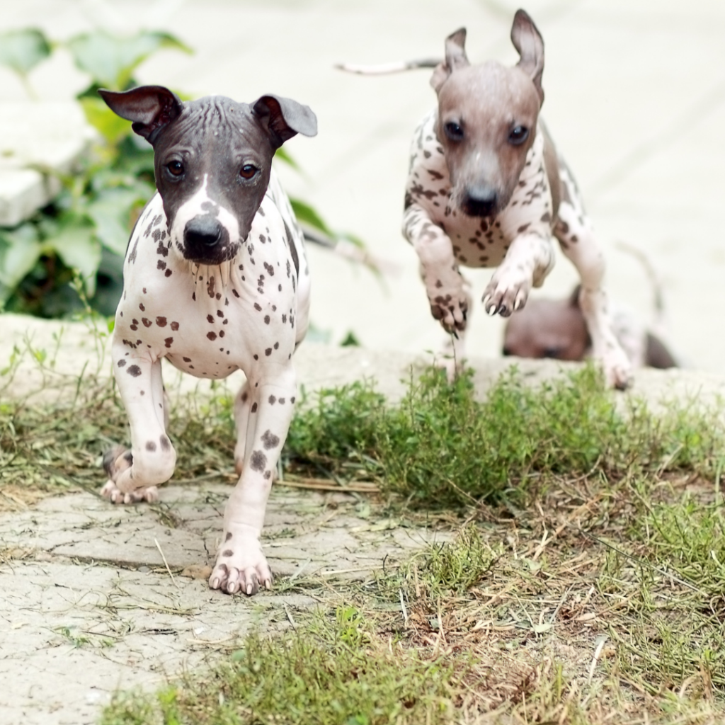 Top 10 Shedless Dogs Who Are Perfect For Families! (With Photos ...