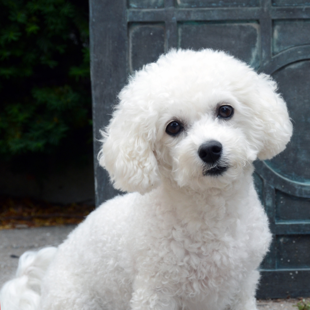 Top 10 Shedless Dogs Who Are Perfect For Families! (With Photos ...