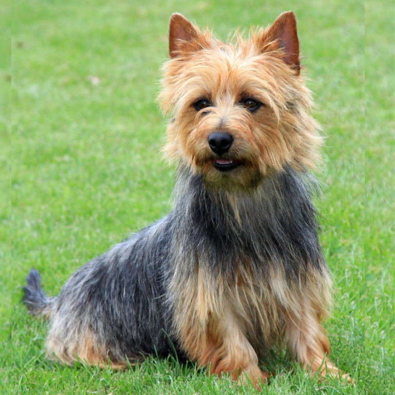 Top 10 Shedless Dogs Who Are Perfect For Families! (With Photos ...