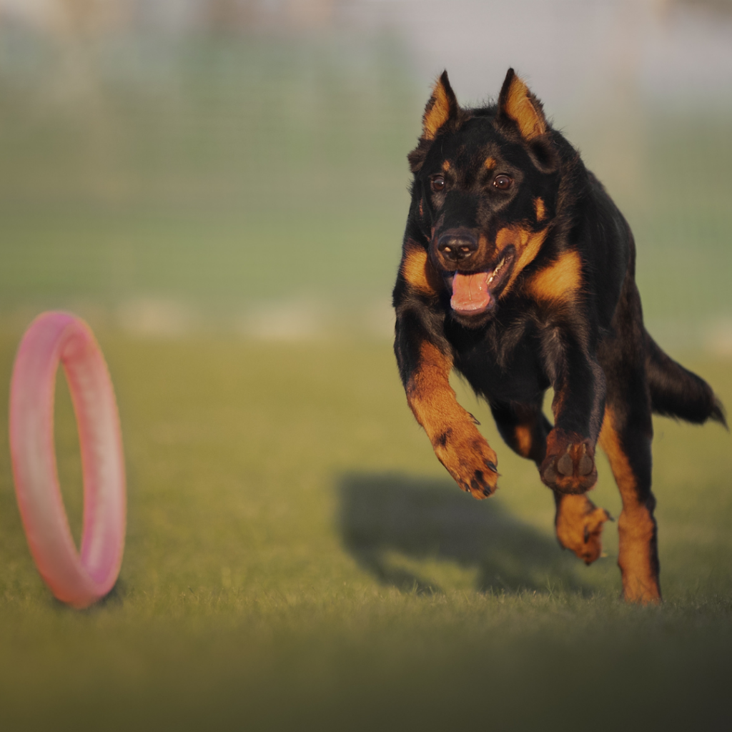 Top 15+ Worst Shedding Dogs To Own (Facts, Photos, & Videos) - Boston ...