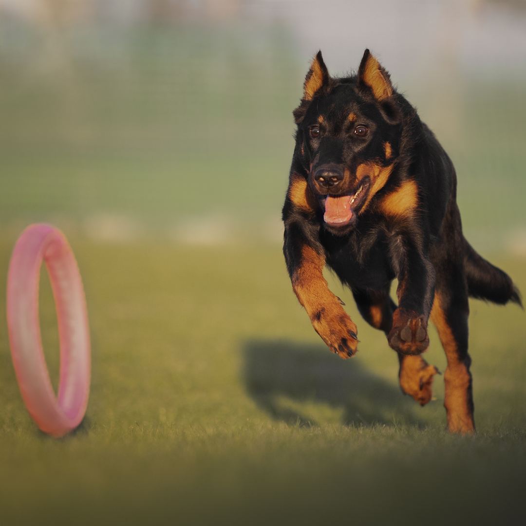 Top 15+ Worst Shedding Dogs To Own (Facts, Photos, & Videos) - Boston ...