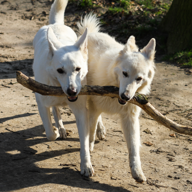 Top 15+ Worst Shedding Dogs To Own (Facts, Photos, & Videos) - Boston ...