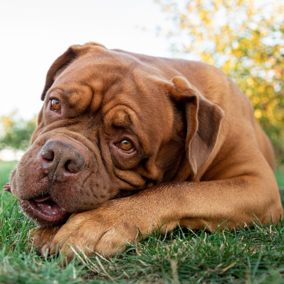 Top 15+ Worst Shedding Dogs To Own (Facts, Photos, & Videos) - Boston ...
