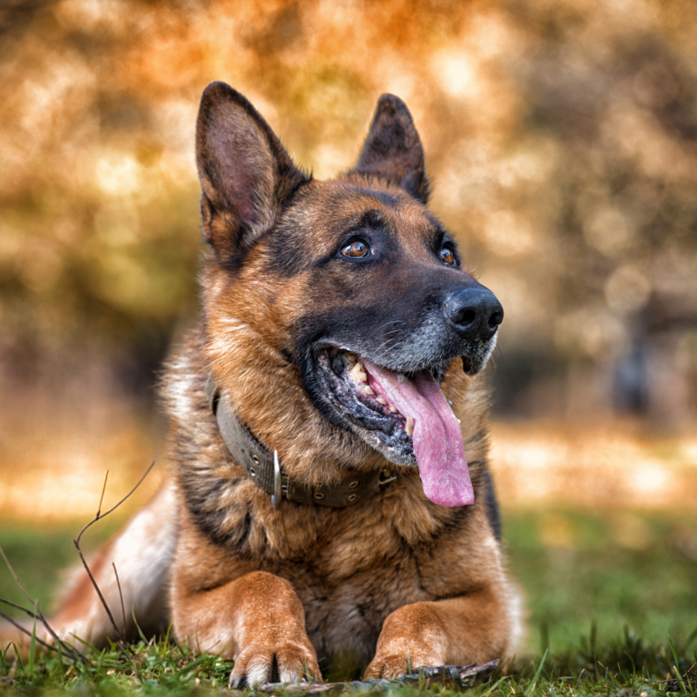Top 15+ Worst Shedding Dogs To Own (Facts, Photos, & Videos) - Boston ...