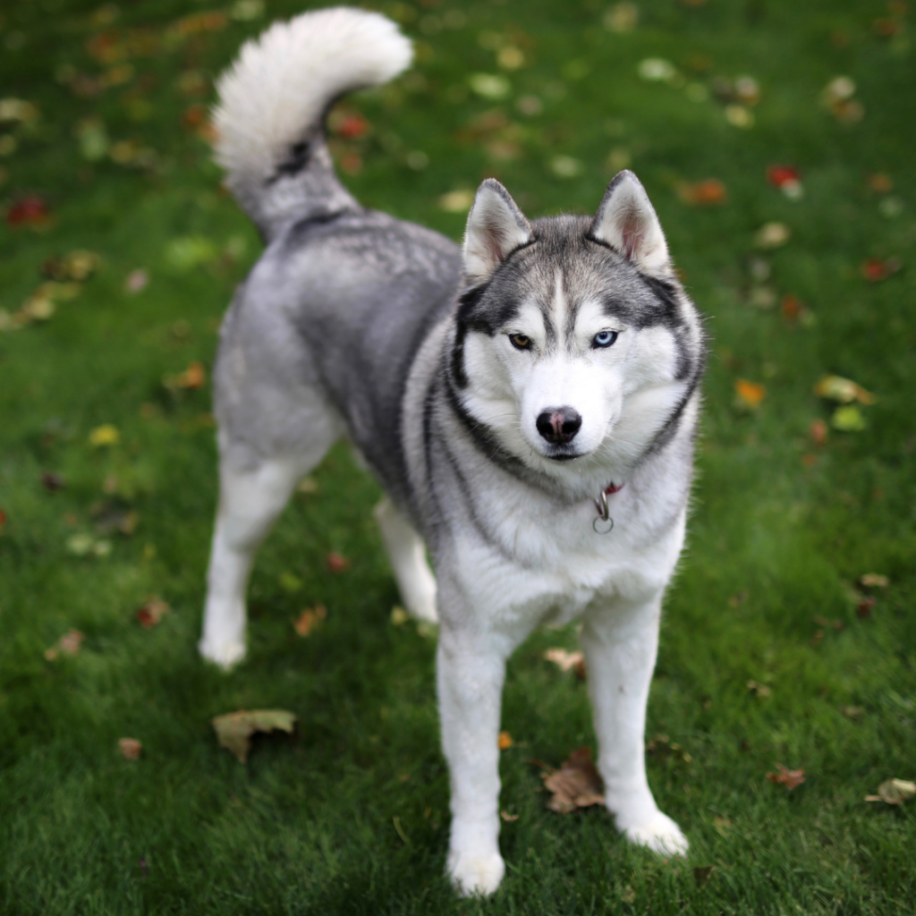 Top 15+ Worst Shedding Dogs To Own (Facts, Photos, & Videos) - Boston ...