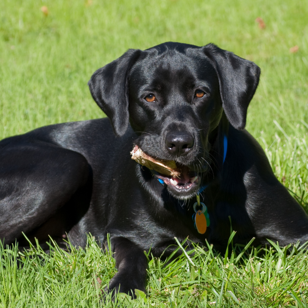 Top 15+ Worst Shedding Dogs To Own (Facts, Photos, & Videos) - Boston ...