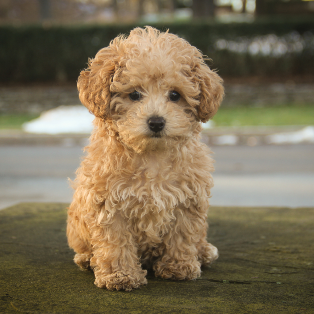 Top 10 Shedless Dogs Who Are Perfect For Families! (With Photos ...