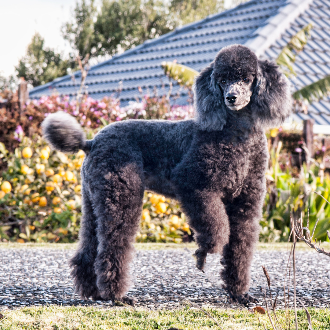 Top 10 Shedless Dogs Who Are Perfect For Families! (With Photos ...