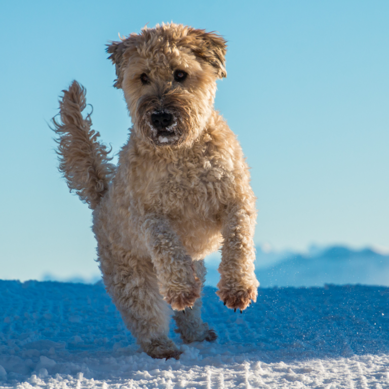 Top 10 Shedless Dogs Who Are Perfect For Families! (With Photos ...