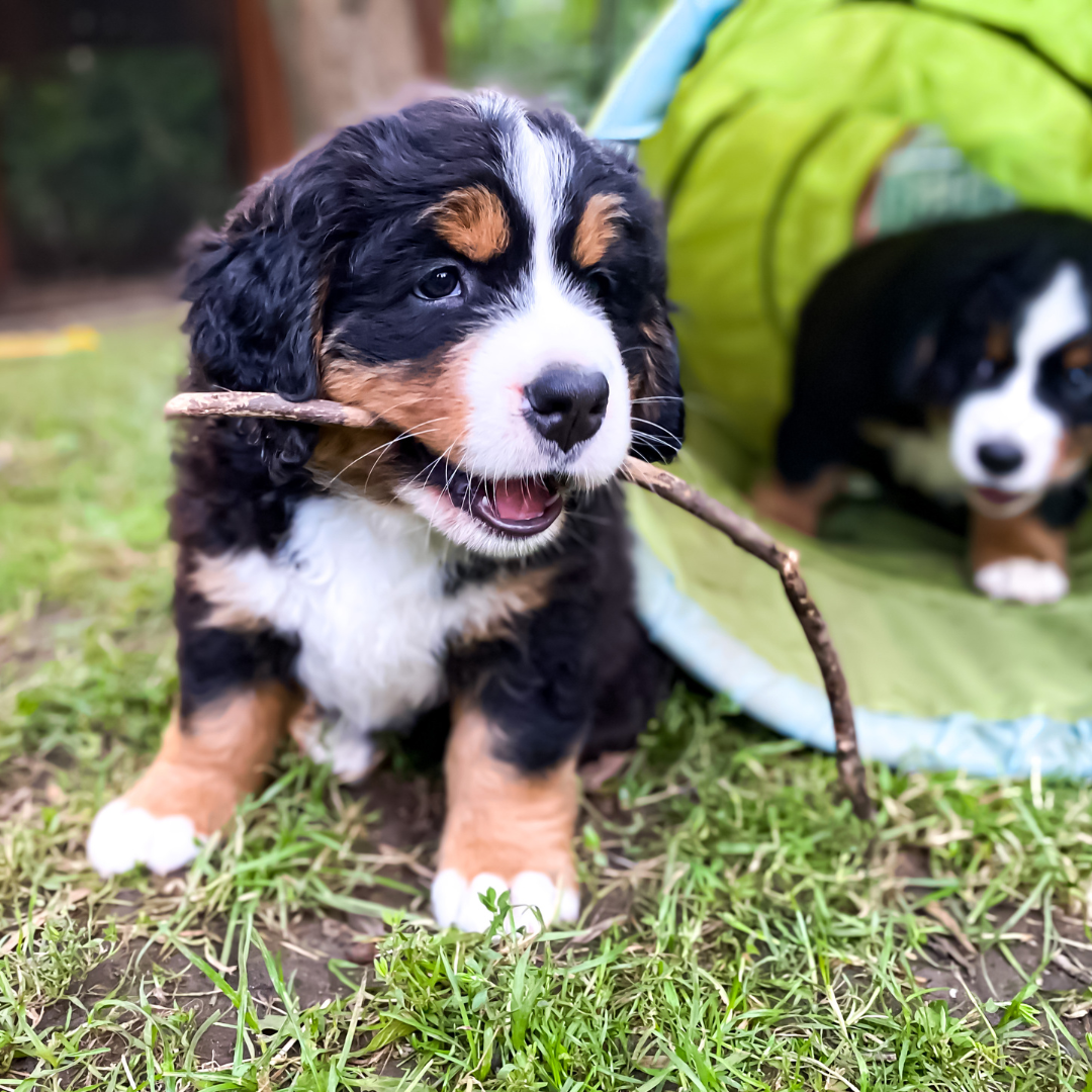 Top 15+ Worst Shedding Dogs To Own (Facts, Photos, & Videos) - Boston ...