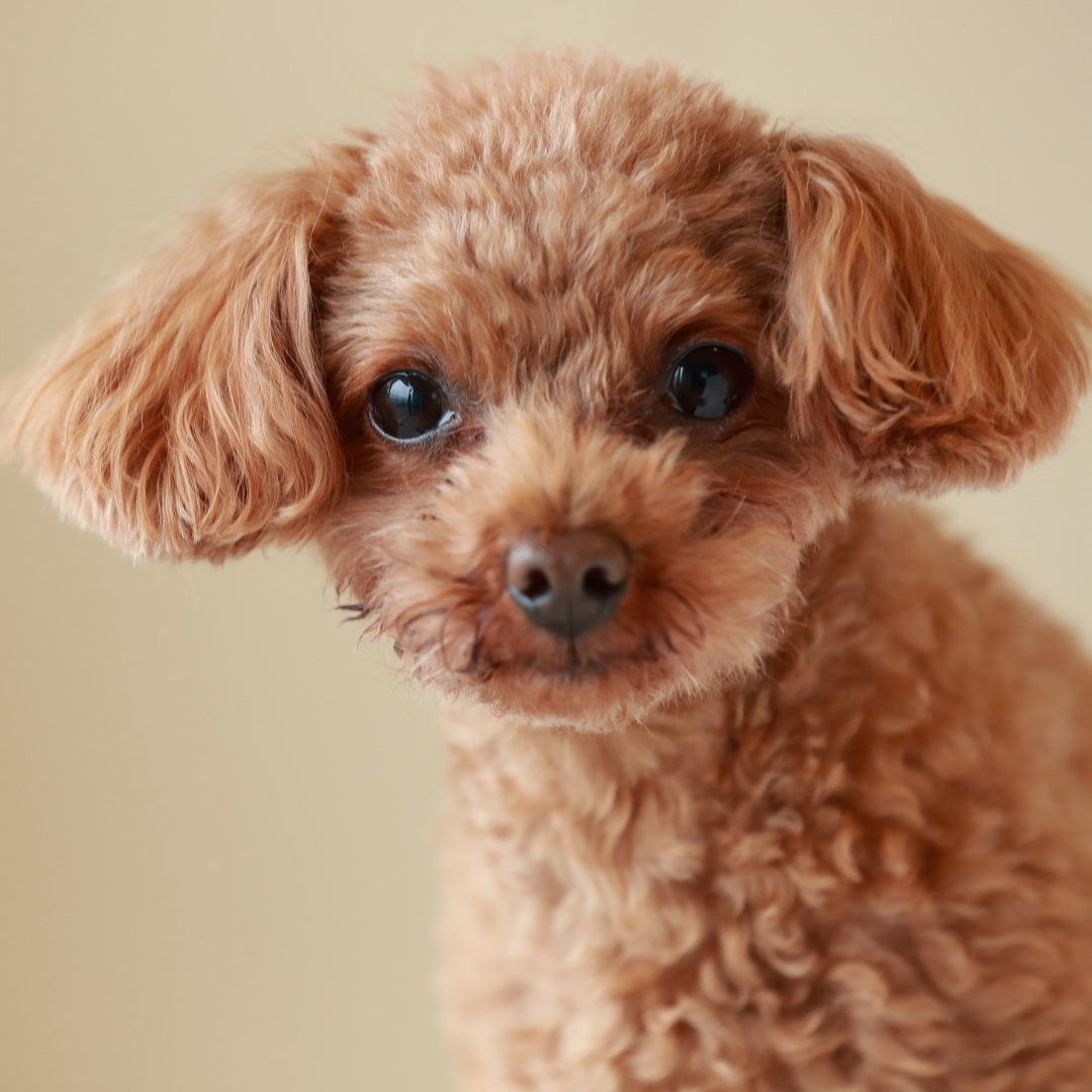 Top 10 Shedless Dogs Who Are Perfect For Families! (With Photos ...